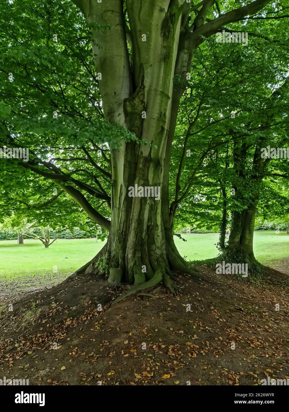 Ancient old twisted tree hi-res stock photography and images - Alamy