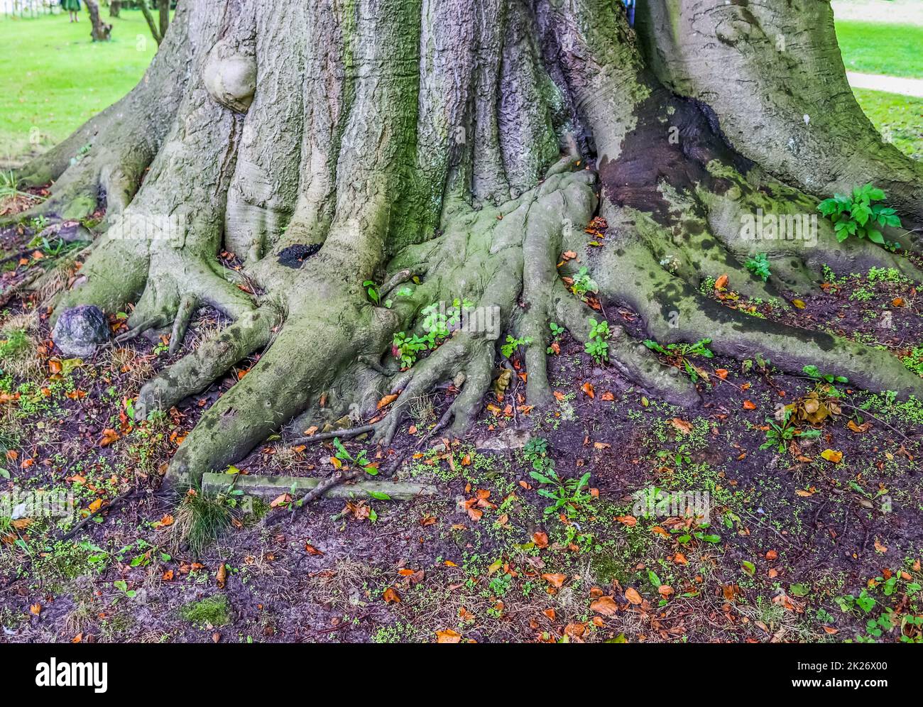 Tree roots hole hi-res stock photography and images - Alamy