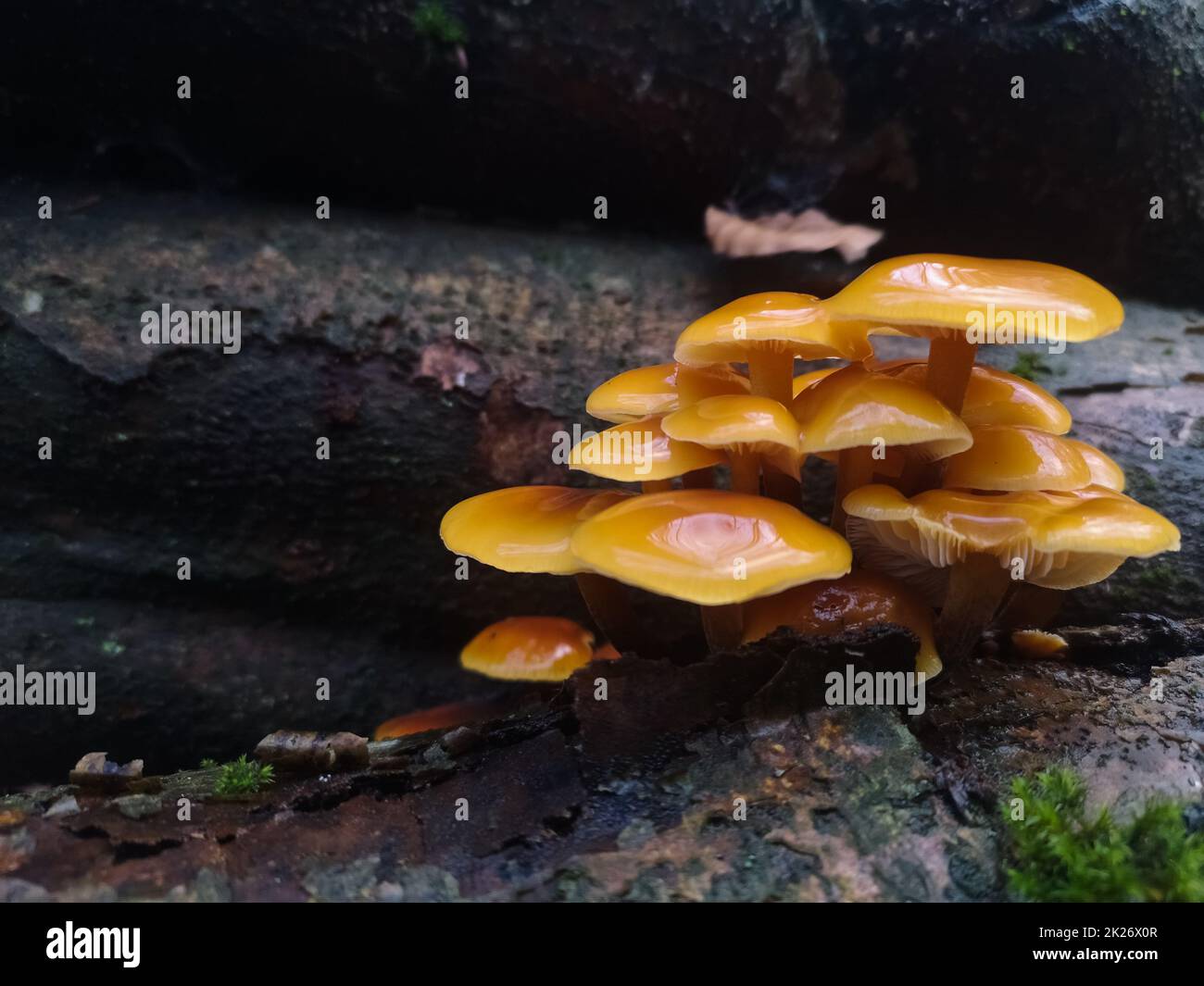 Golden needle mushroom hi-res stock photography and images - Alamy