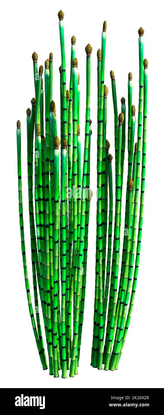 Horsetail illustration Cut Out Stock Images & Pictures - Alamy