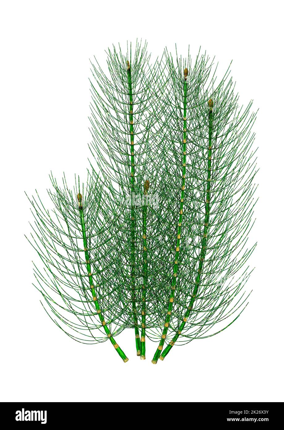 Horsetail equisetum plant on Cut Out Stock Images & Pictures - Alamy