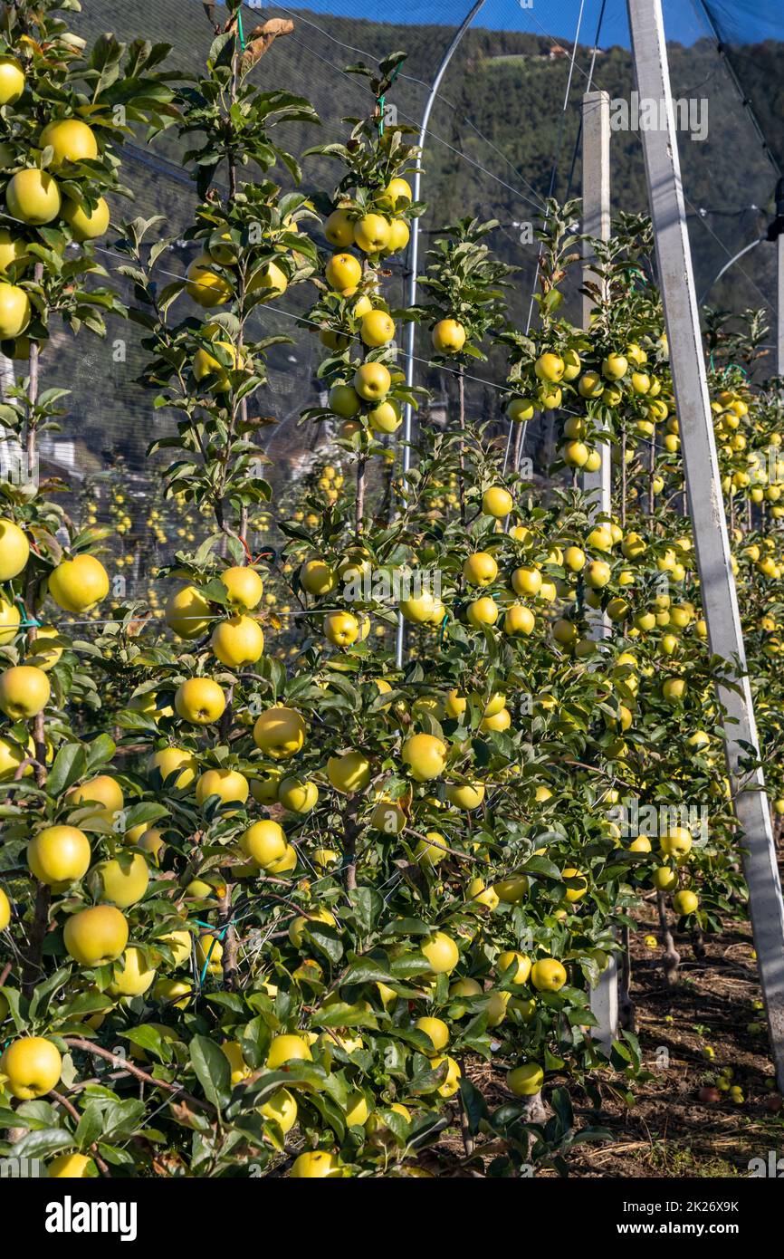 Apple orchard in Aica, South Tyrol, Italy Stock Photo - Alamy