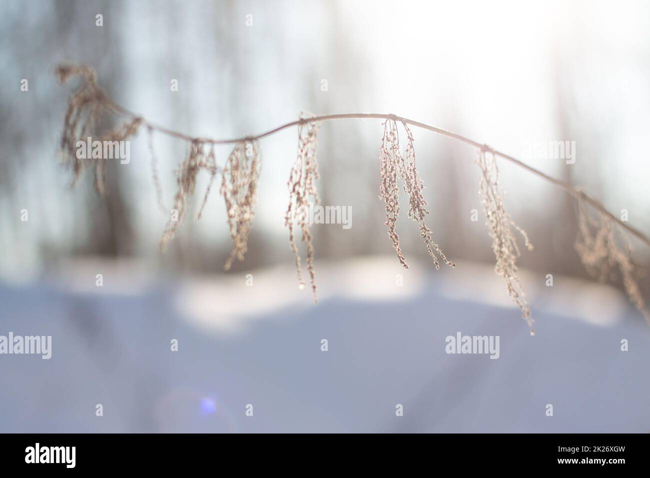Withered plant hi-res stock photography and images - Alamy