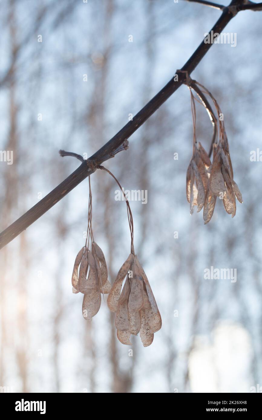 A branch of a maple tree with seeds, against the background of forest ...
