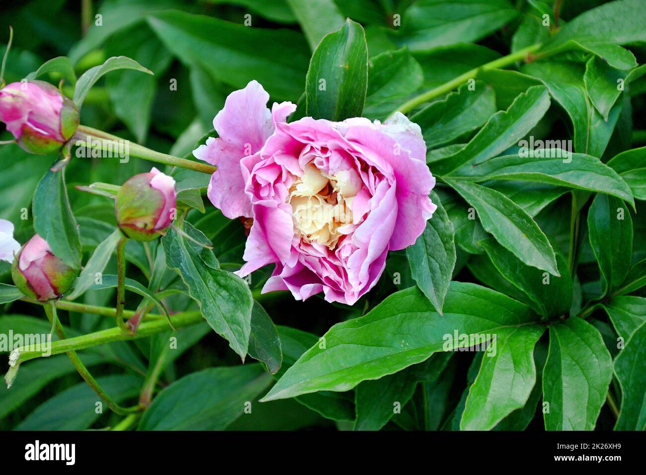 Bouquet peony red white hi-res stock photography and images - Alamy