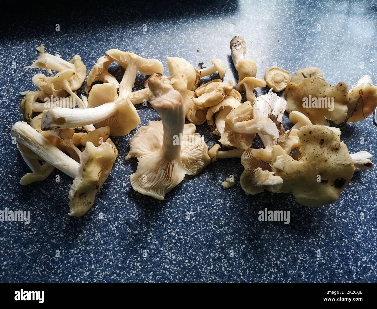 Kitchen in forest hi-res stock photography and images - Alamy