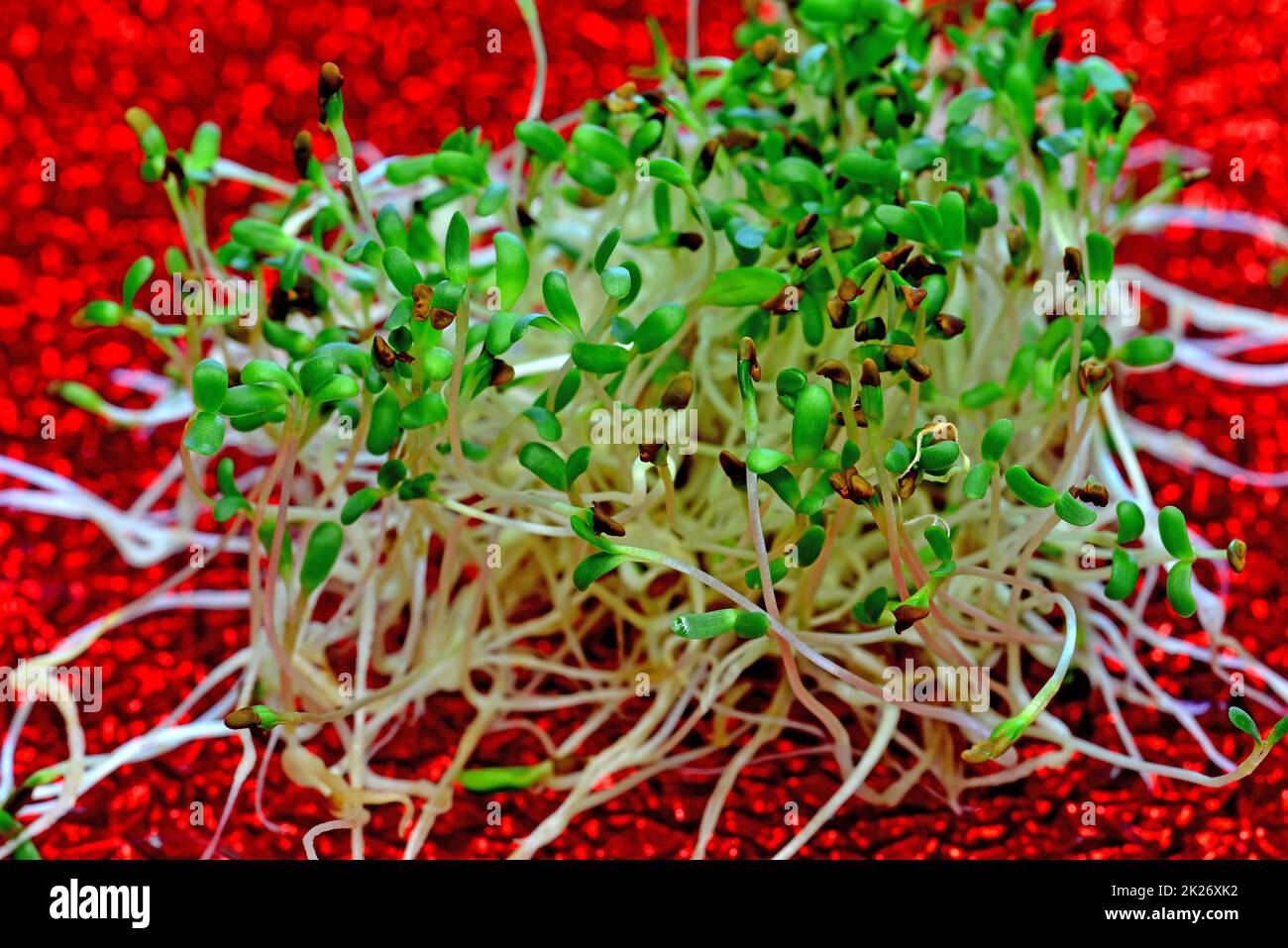Food green herb red hi-res stock photography and images - Alamy