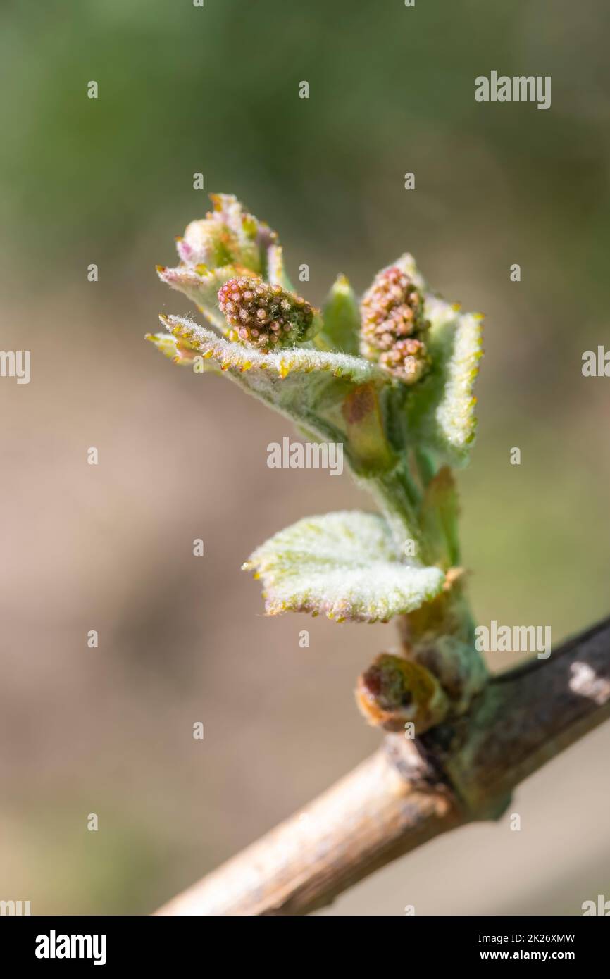 flowers and buds of fruit trees in spring Stock Photo - Alamy