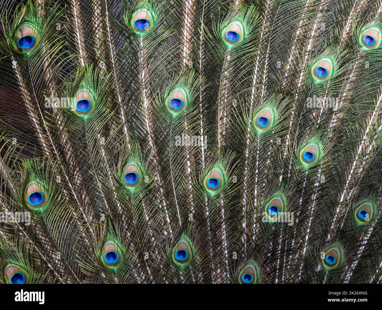 Closeup Image of a peacock dancing with its open feathers Stock Photo ...