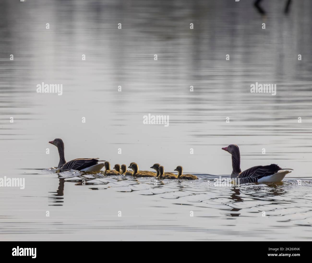 Great Goose, (Anser anser), Southern Bohemia, Czech Republic Stock ...