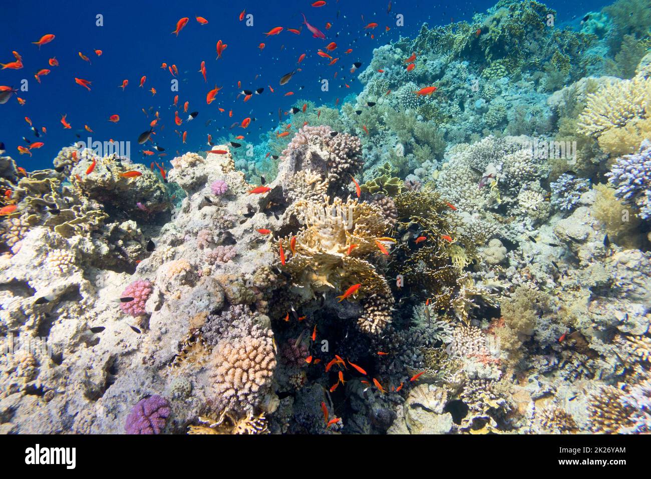 Colorful coral reef at the bottom of tropical sea, hard corals and ...
