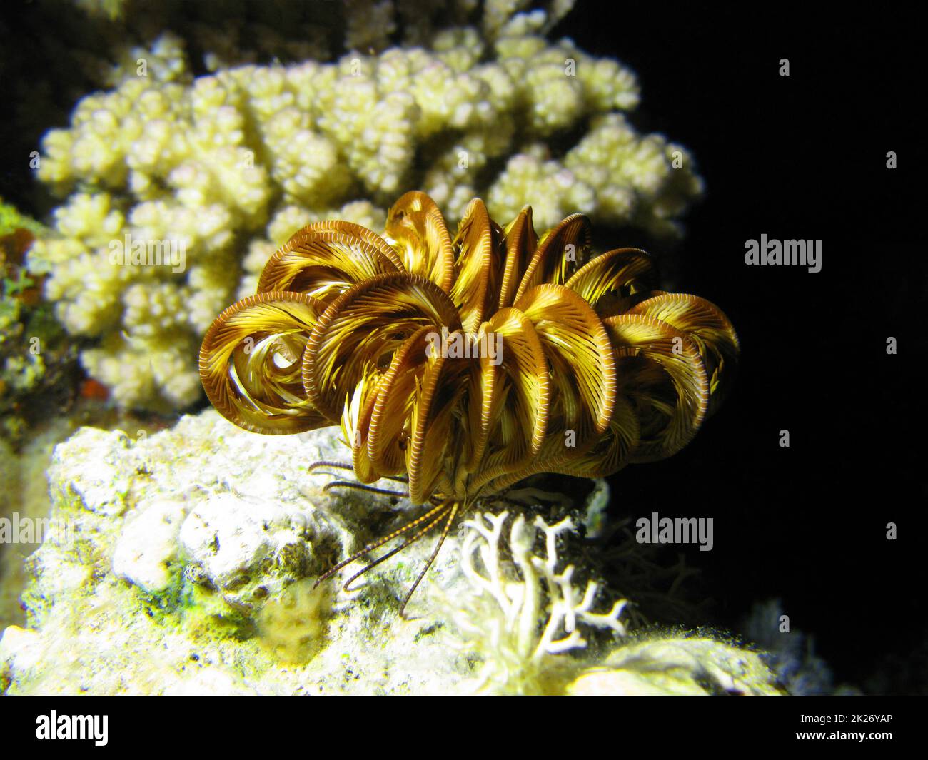 Sea lilies hi-res stock photography and images - Alamy
