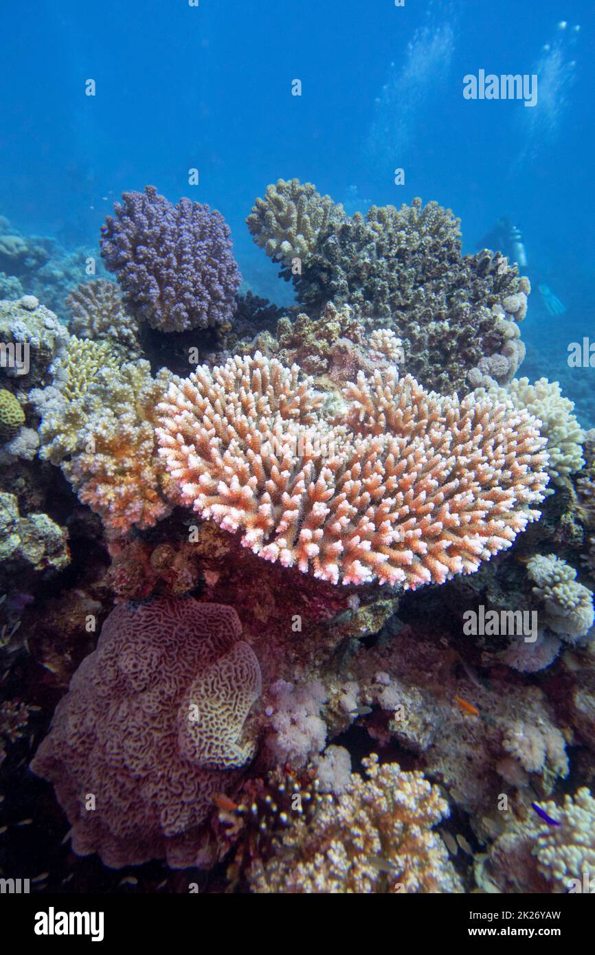 Colorful, picturesque coral reef at the bottom of tropical sea, great ...