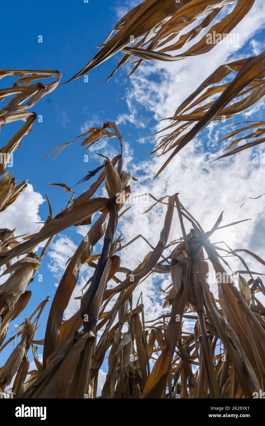 Parched corn plants due to a heat wave and extreme drought in the ...