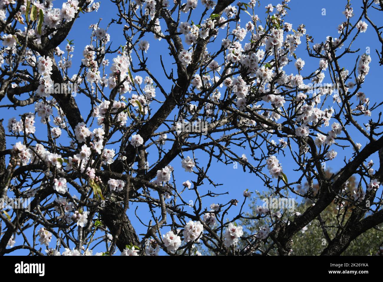 Almond blossom on almond tree at the Costa Blanca, province of Alicante ...
