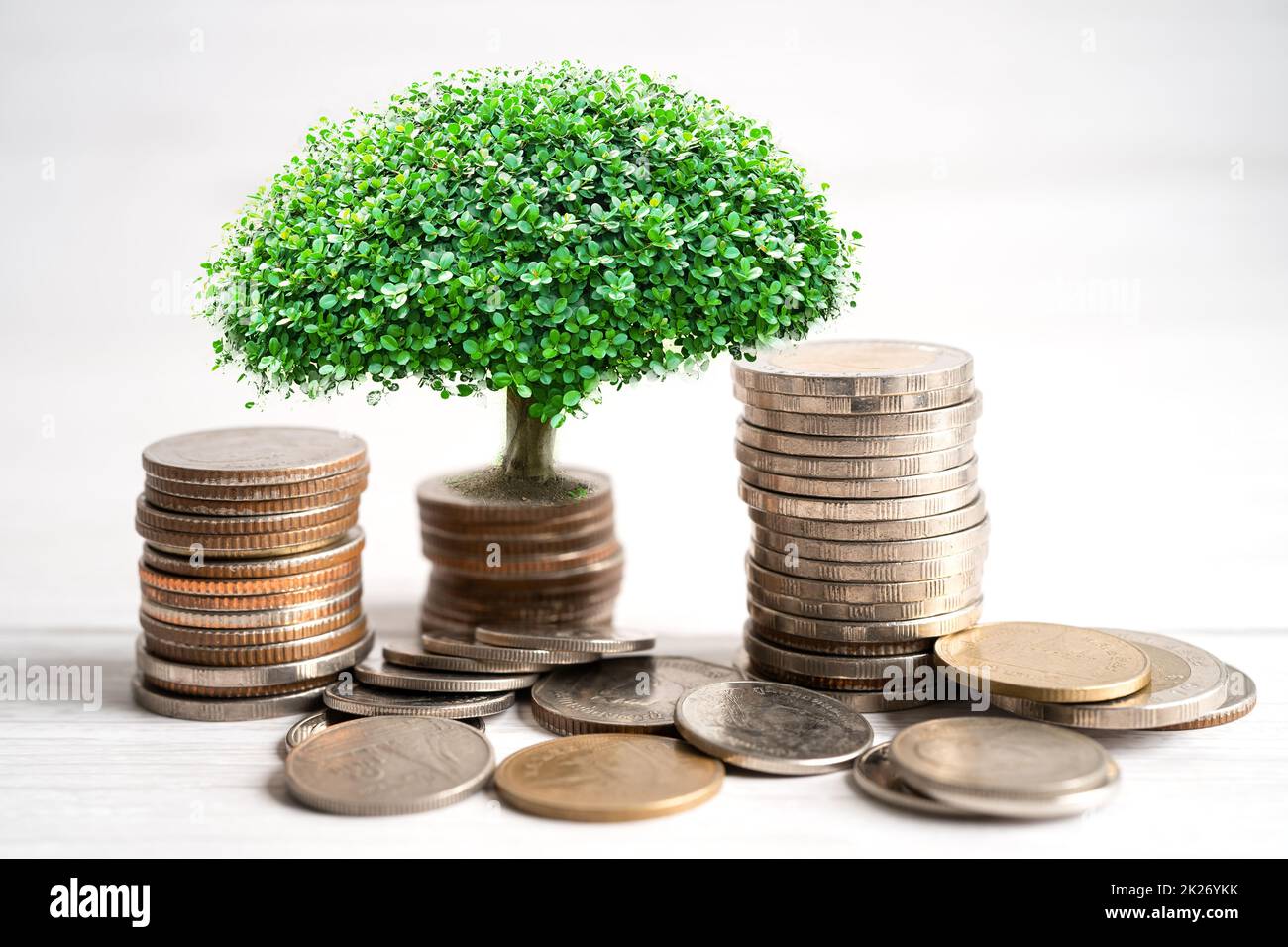 Tree plumule leaf on save money coins, Business finance saving banking ...