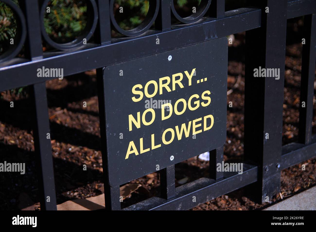 Sorry... no dogs allowed black and yellow sign on a fence of a garden ...