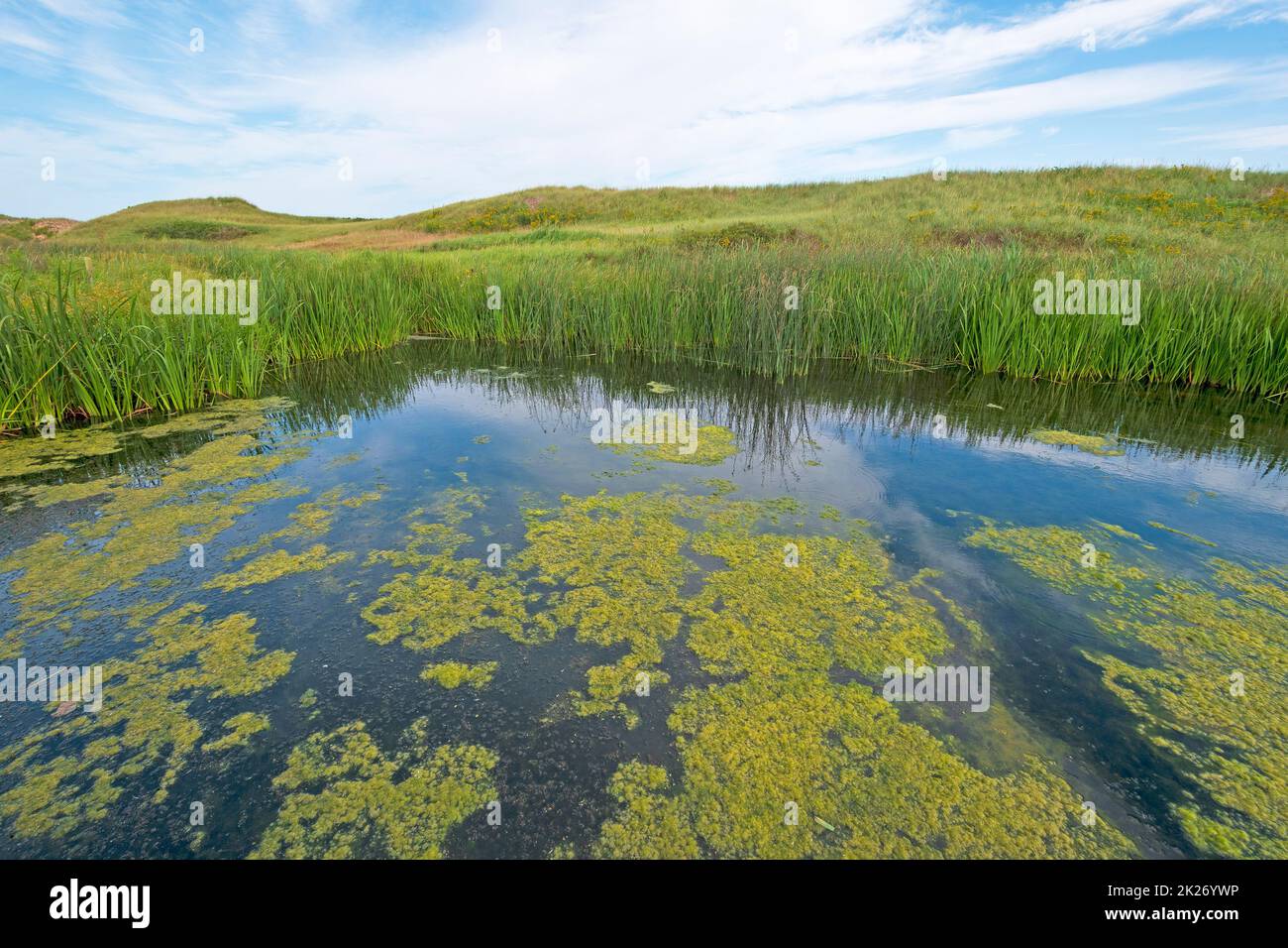 Coastal vegetation sand dunes hi-res stock photography and images - Alamy