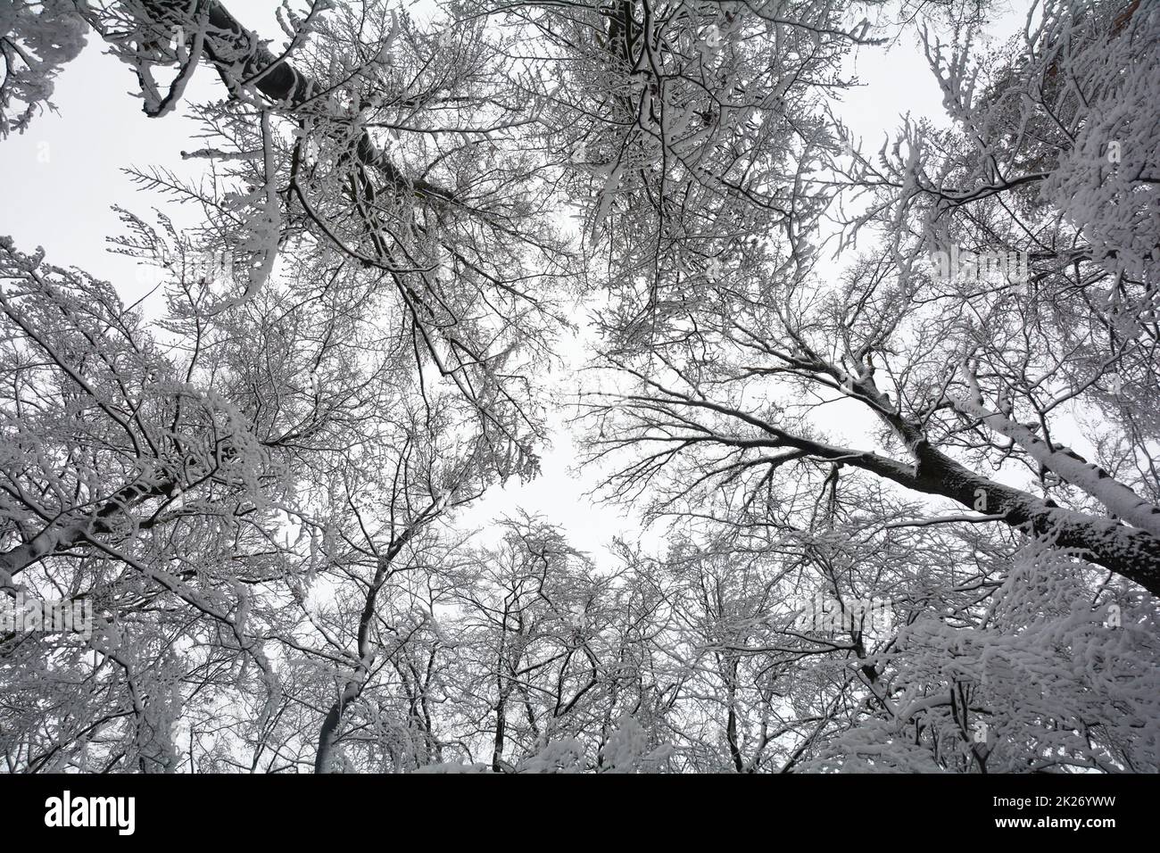 High treetops hi-res stock photography and images - Alamy