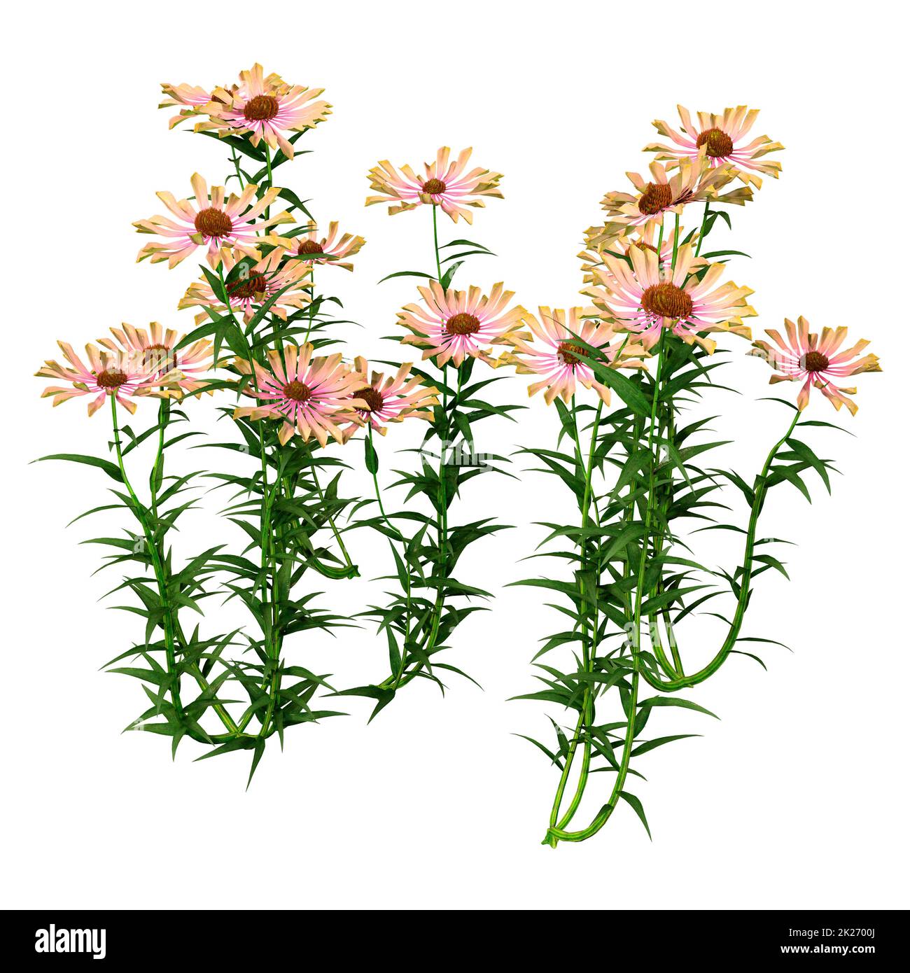 3D Rendering Cone Flowers on White Stock Photo - Alamy