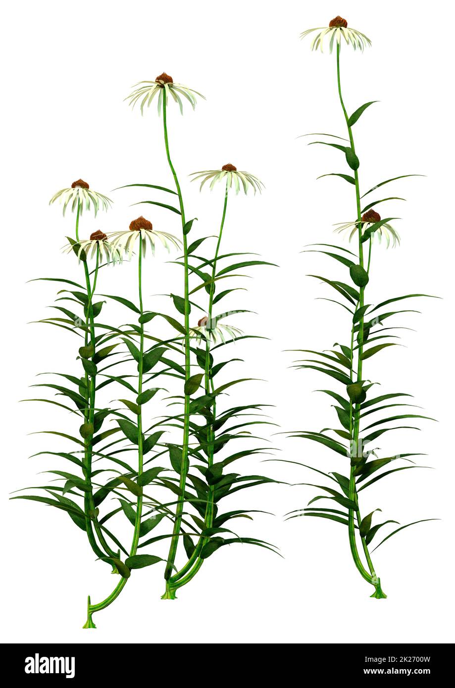 Flowers coneflower garden Cut Out Stock Images & Pictures - Alamy