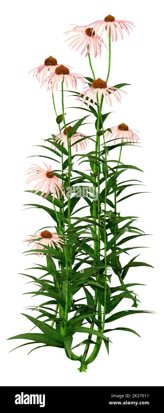 3D Rendering Cone Flowers on White Stock Photo - Alamy