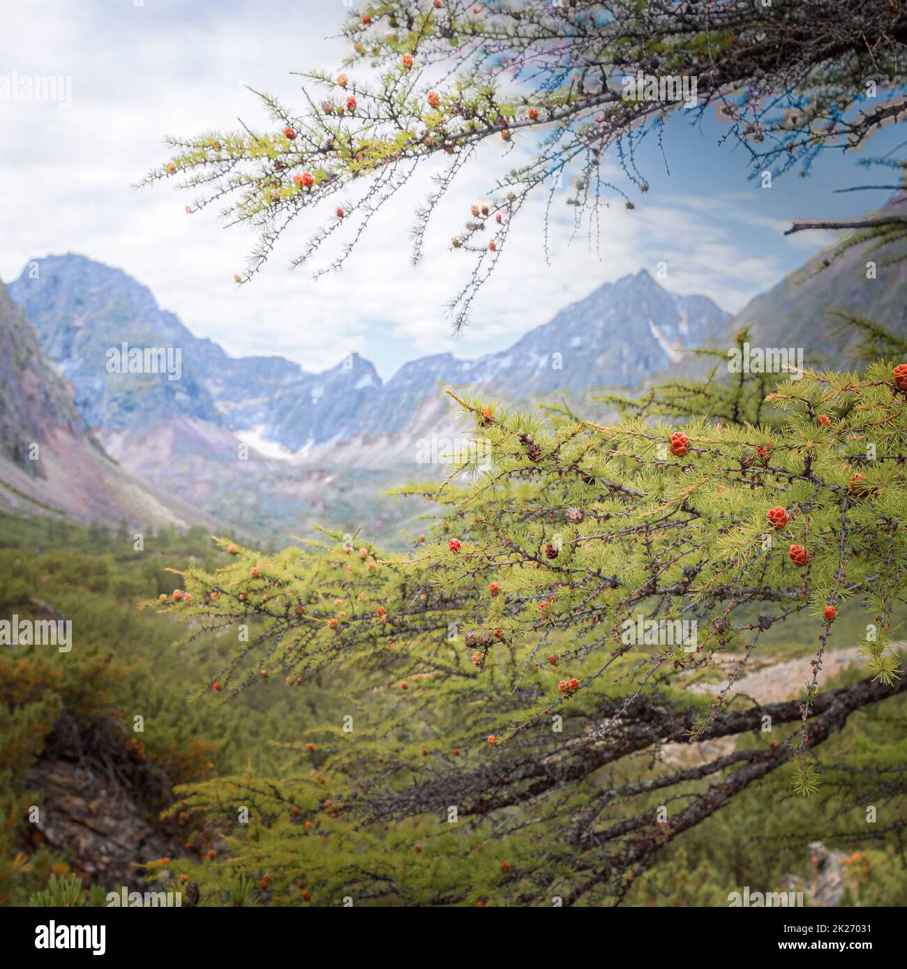 The landscape with forest in Kodar mountain region of Russia Stock ...