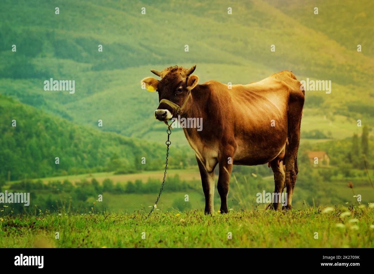 Cow field hi-res stock photography and images - Alamy