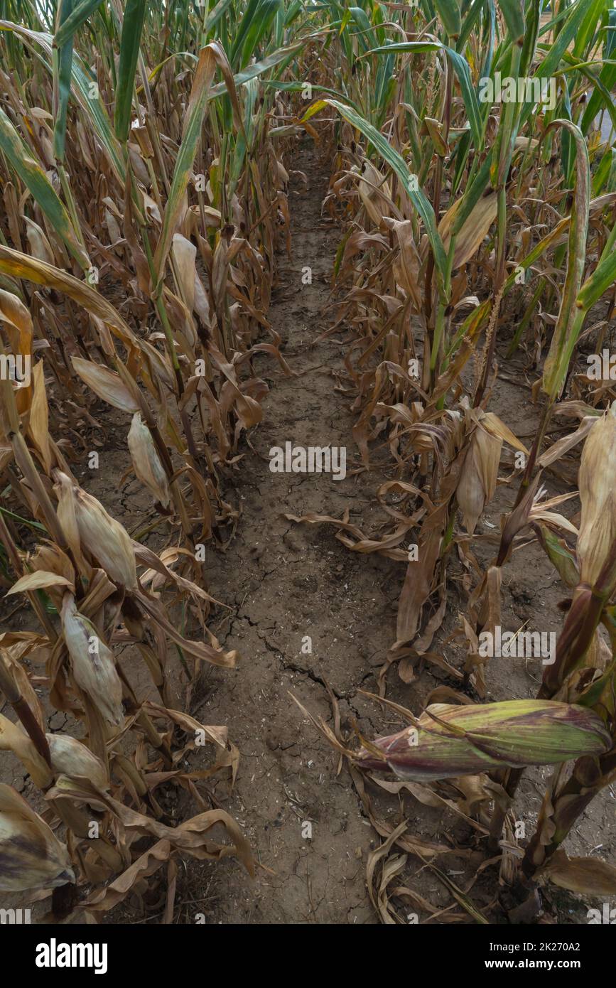 Parched corn plants due to a heat wave and extreme drought in the ...