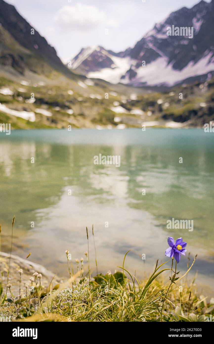 Lake flower hi-res stock photography and images - Alamy