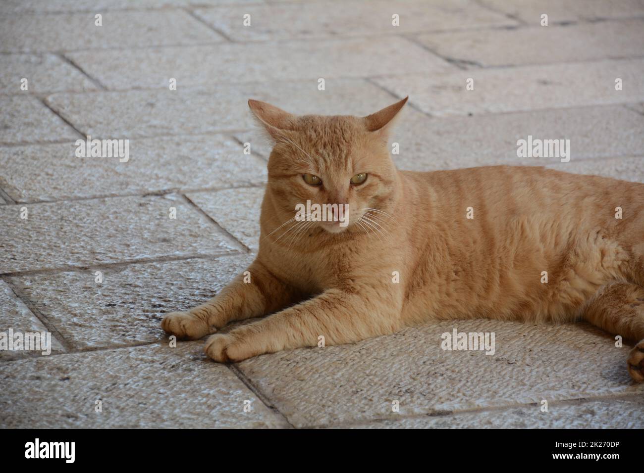 Red strolling cat is lying on the pavement. Cute animals. City fauna ...