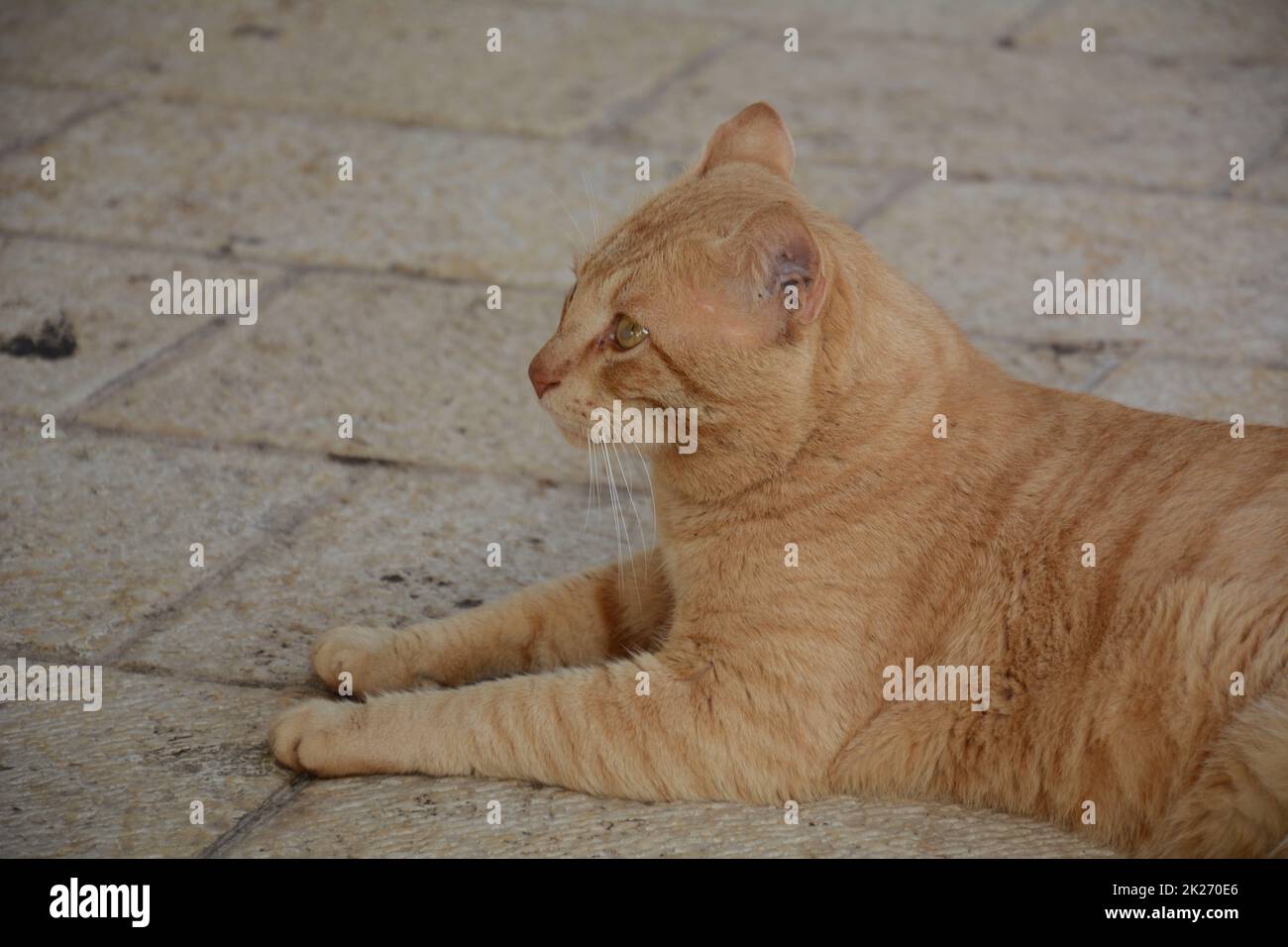 Red strolling cat is lying on the pavement. Cute animals. City fauna ...