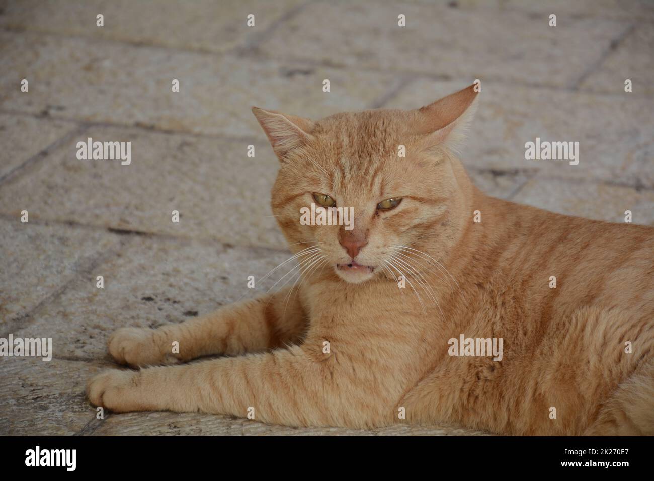 Red strolling cat is lying on the pavement. Cute animals. City fauna ...