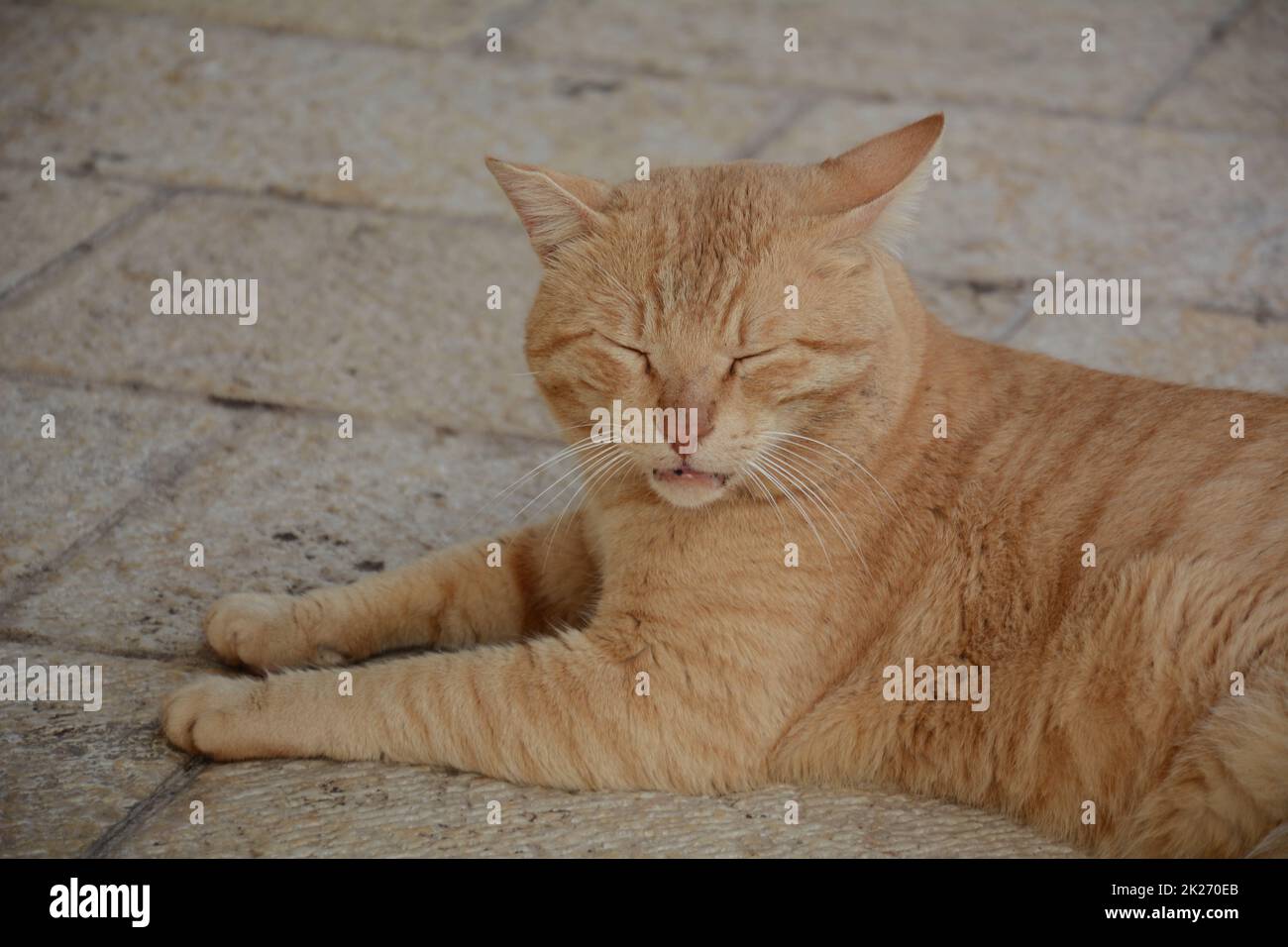 Red strolling cat is lying on the pavement. Cute animals. City fauna ...