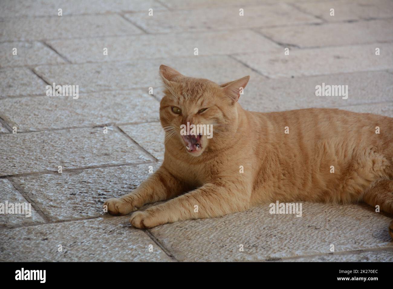 Red strolling cat is lying on the pavement. Cute animals. City fauna ...