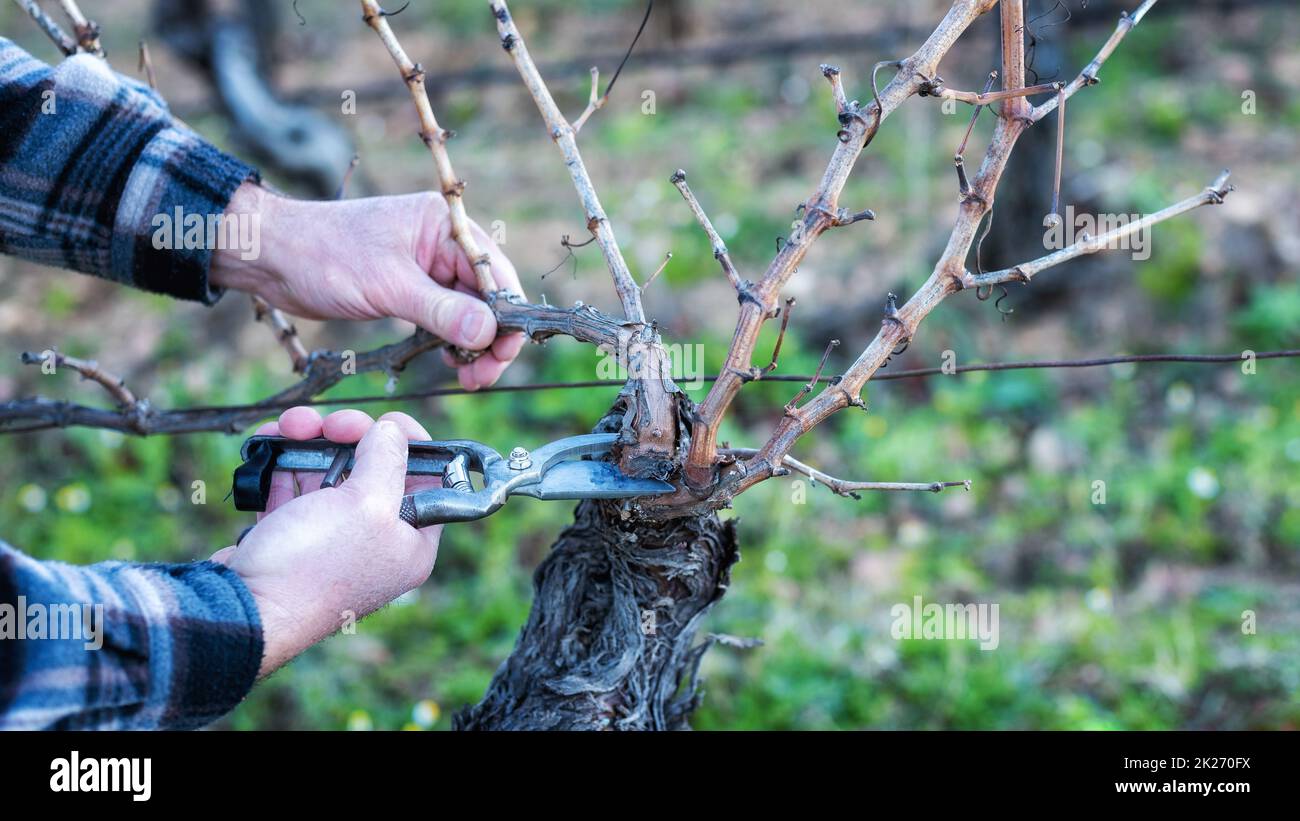 Farmer pruning the vine in winter. Agriculture Stock Photo - Alamy