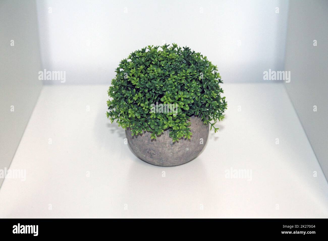 Artificial moss hi-res stock photography and images - Alamy