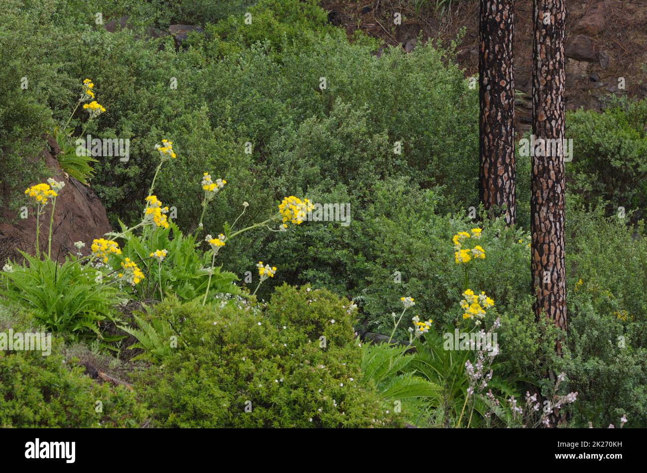 Plant Sonchus acaulis in flower in a forest of Canary Island pine Pinus ...