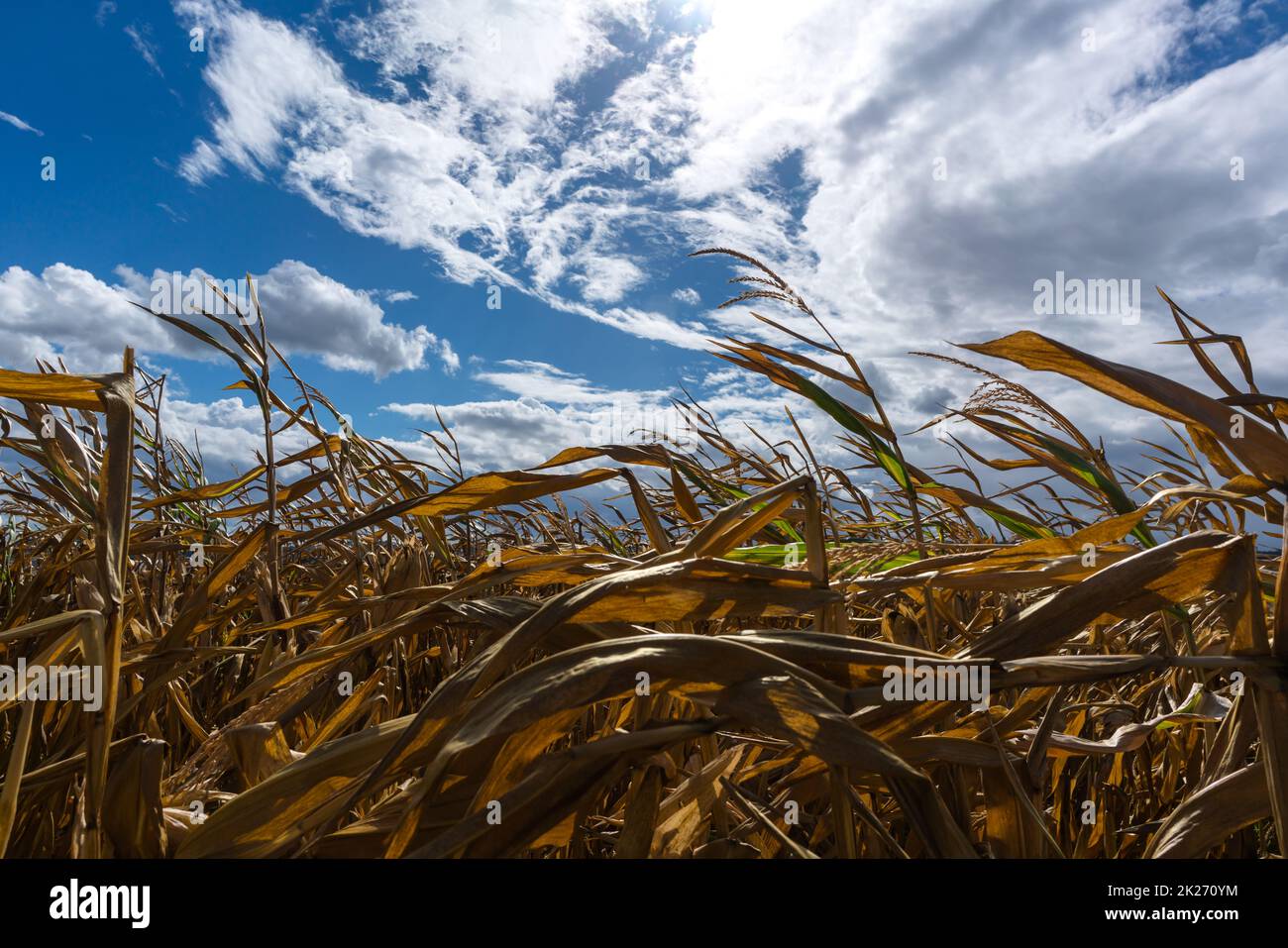 Parched corn plants due to a heat wave and extreme drought in the ...