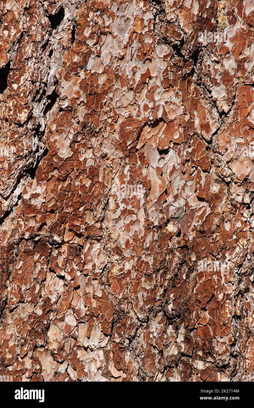 Aging yellow-brown aromatic plated scaly furrowed ridge bark of Pinus ...