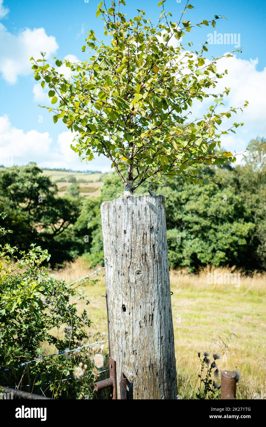 tree growing in a strange place out of the top of old worn wooden gate ...