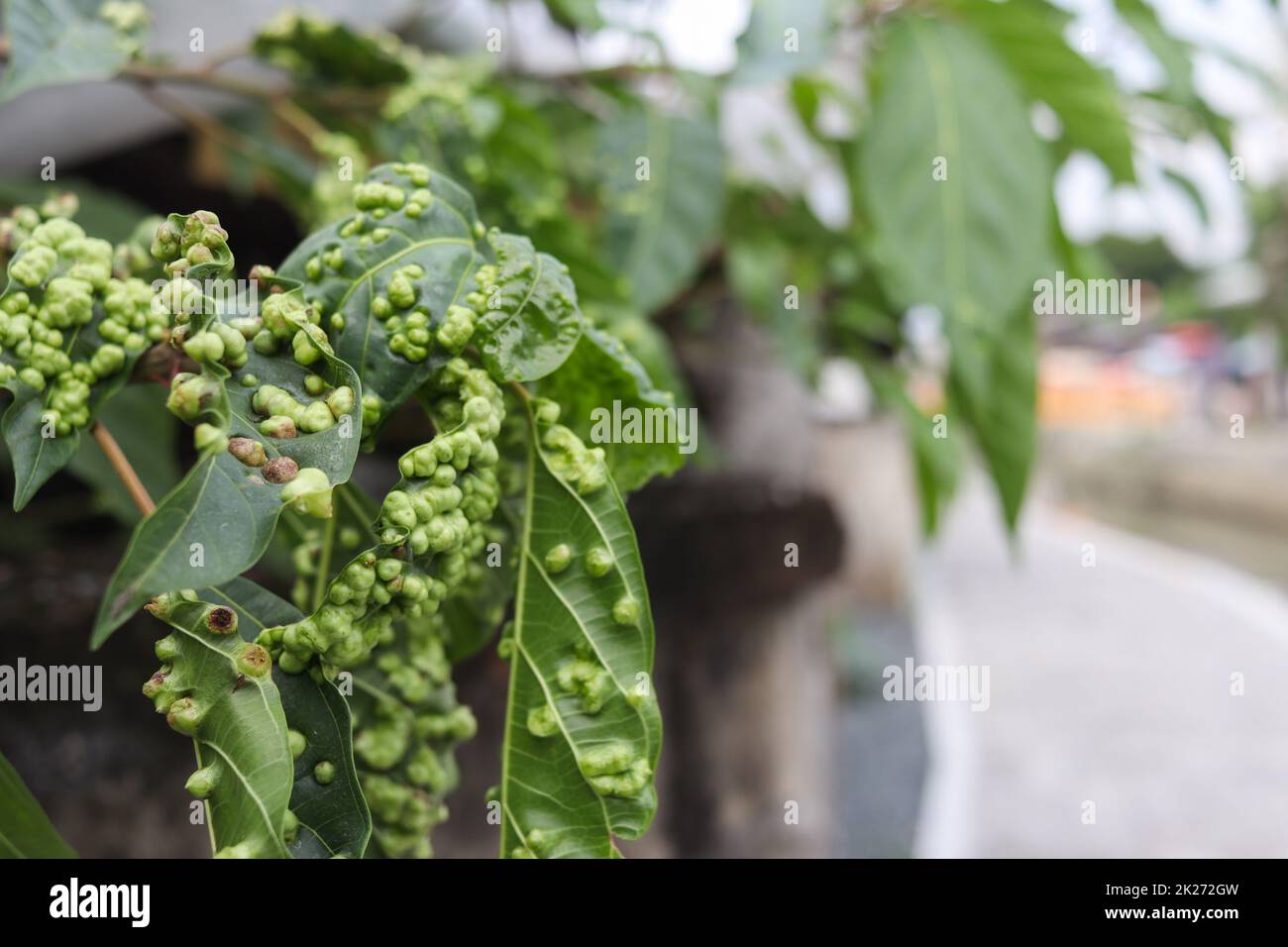 A large number of rough-textured leaves on leaves are caused by an ...