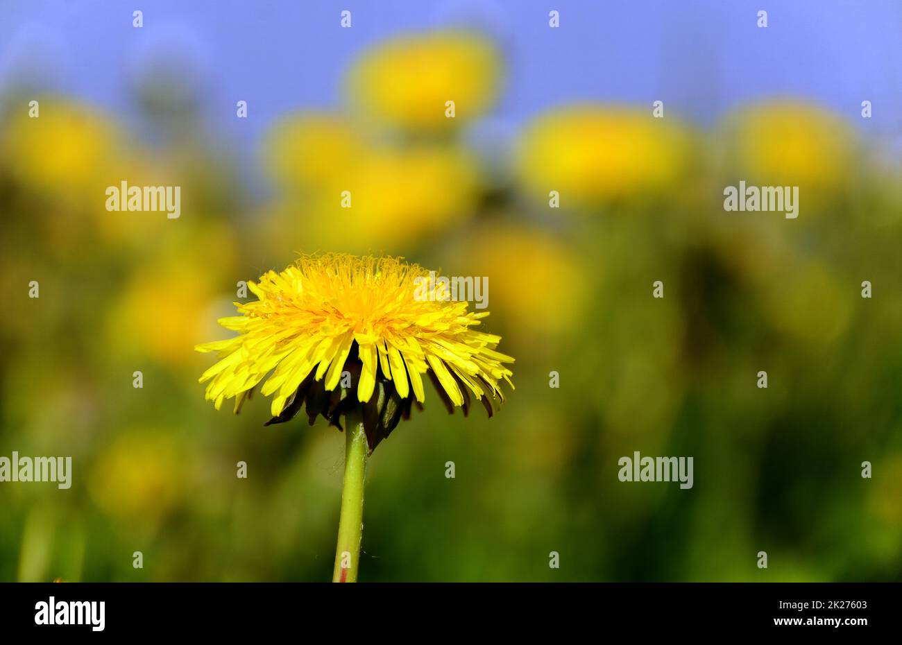 Dandelion spring hi-res stock photography and images - Alamy