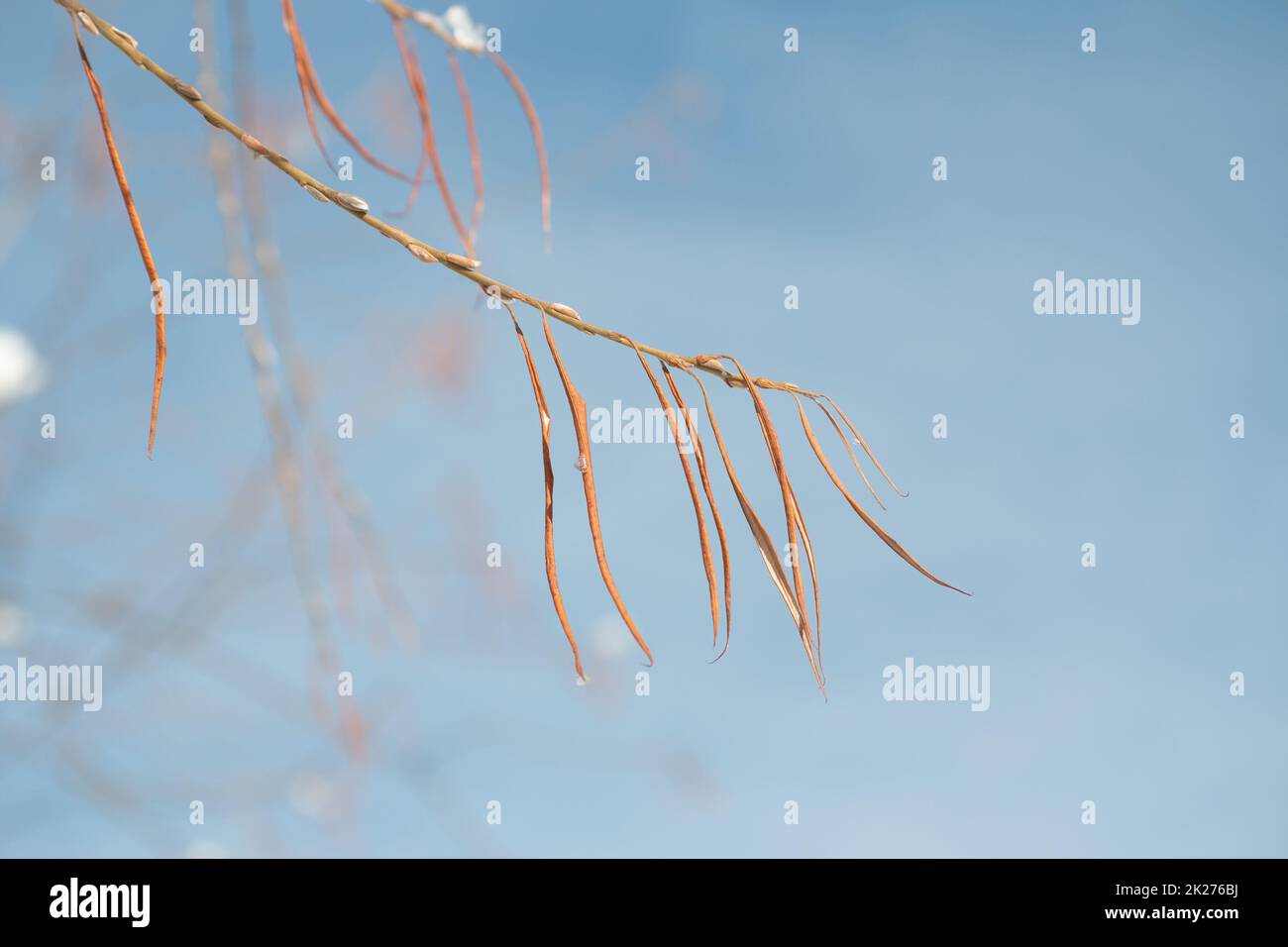 Willow branch with dry foliage against a blue sky Stock Photo - Alamy