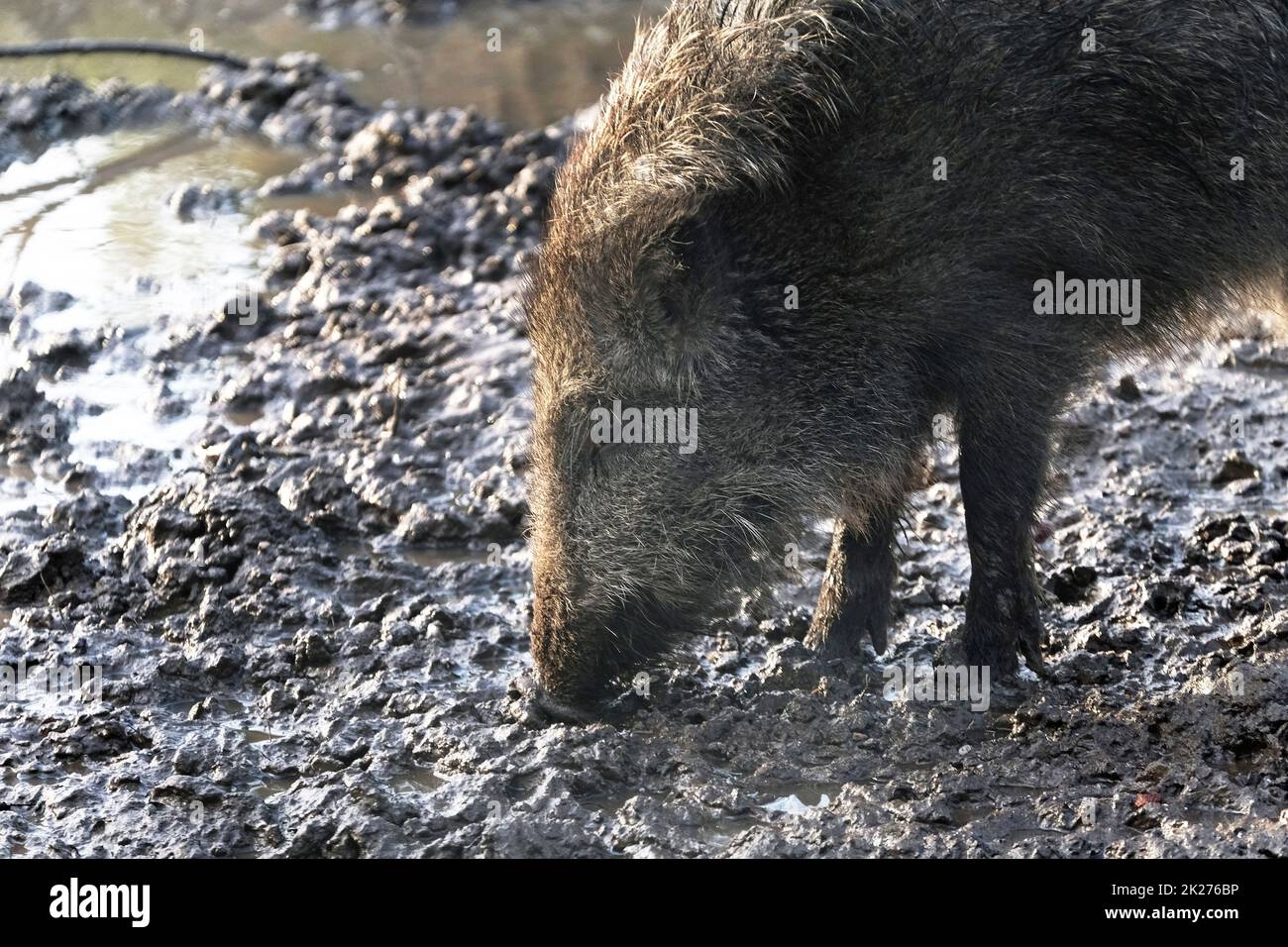 Excursion to the wild boar enclosure in Krefeld Huelser Berg Krefeld ...