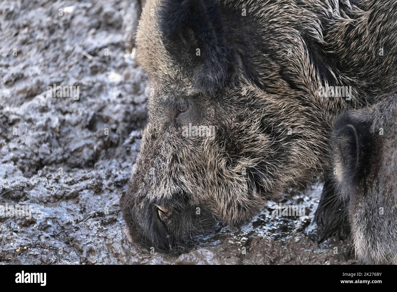 Excursion to the wild boar enclosure in Krefeld Huelser Berg Krefeld ...