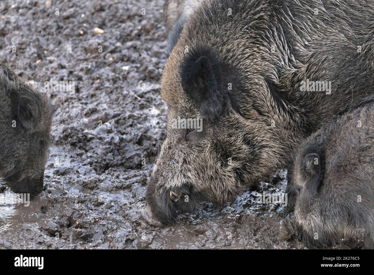 Excursion to the wild boar enclosure in Krefeld Huelser Berg Krefeld ...