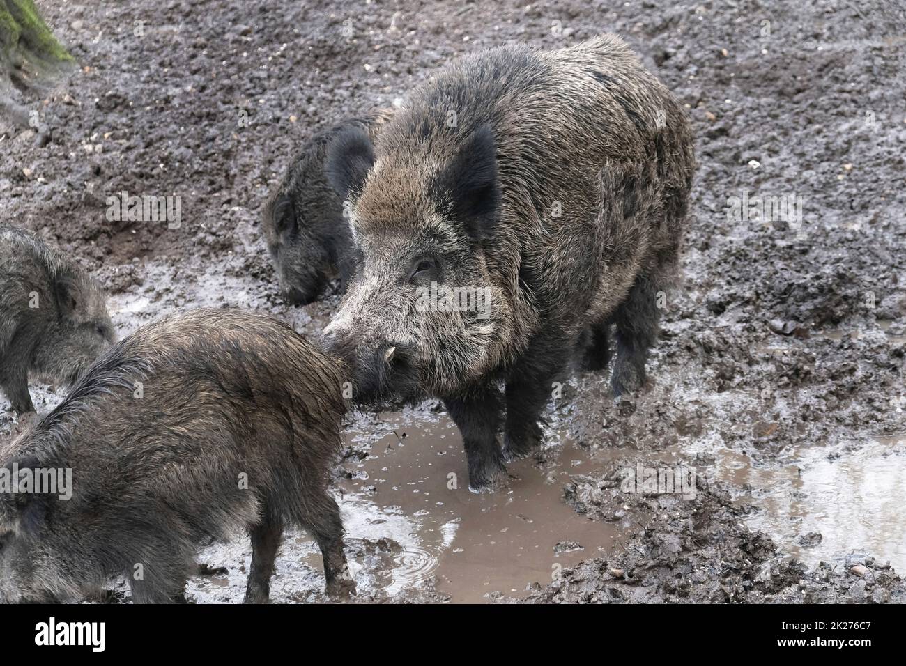 Excursion to the wild boar enclosure in Krefeld Huelser Berg Krefeld ...