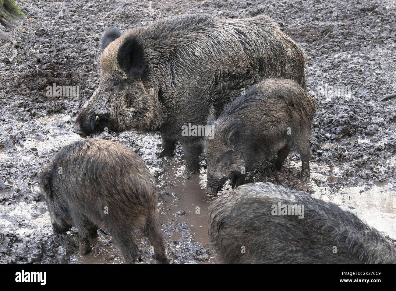 Excursion to the wild boar enclosure in Krefeld Huelser Berg Krefeld ...