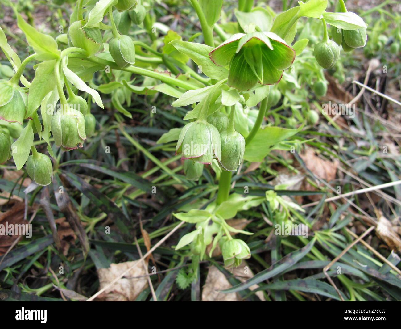 Stinking hellebore with flowers in mixed forest, Helleborus foetidus ...